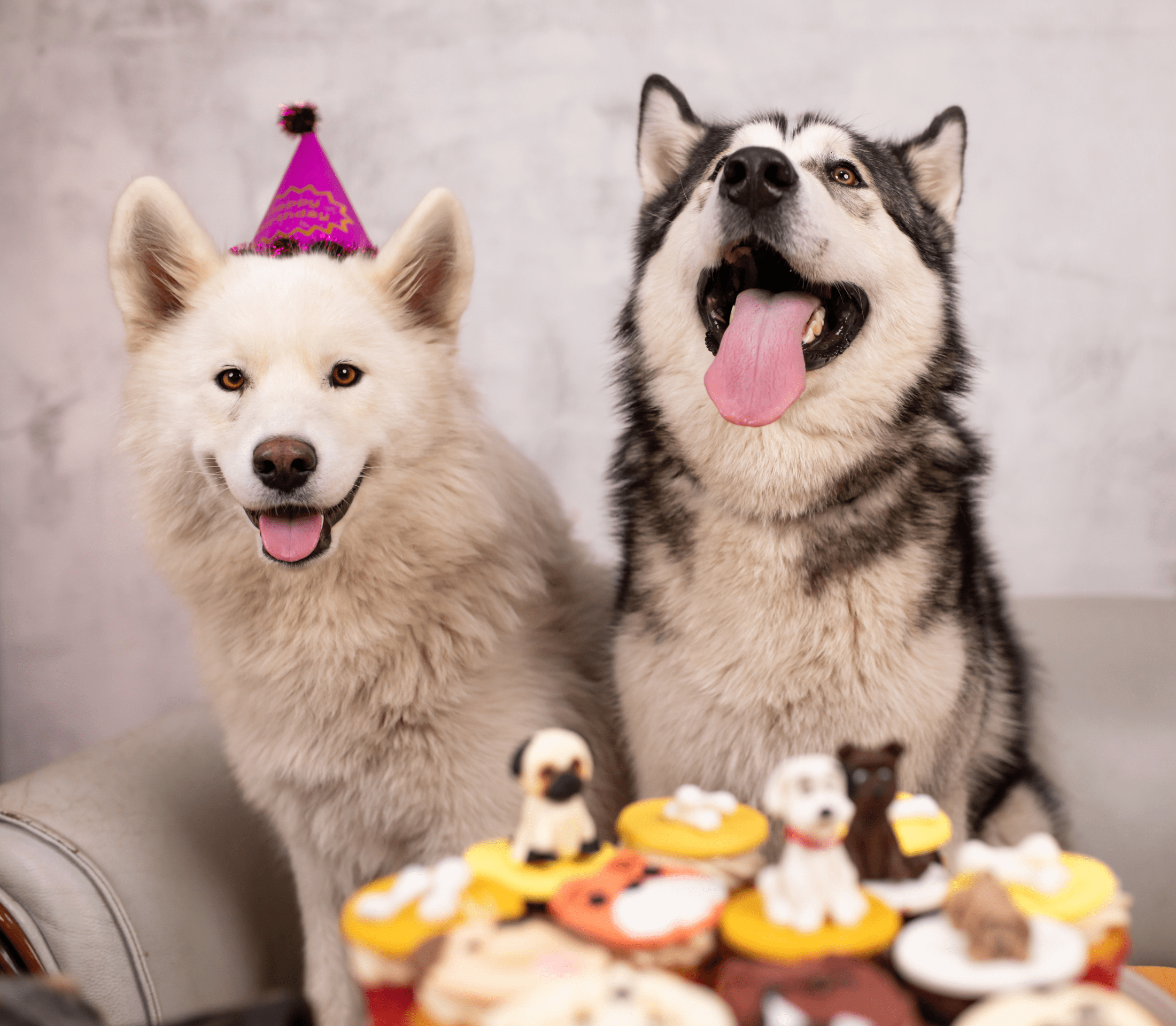 Cute Ways To Celebrate Wolfenoot | Aspen Commons Animal Hospital | Vet ...